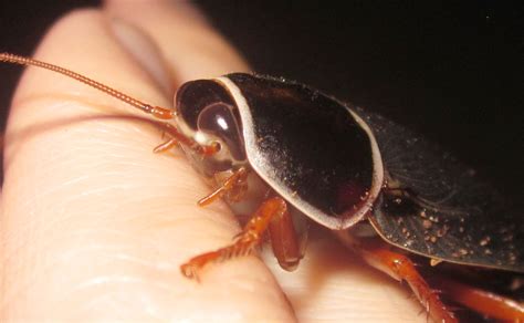 Simandoa Conserfariam Extinct In The Wild Roach Cockroach Photo