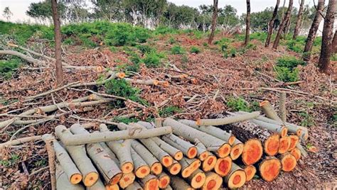 Концесионо газдовање шумама државу коштало 20 милијарди Журнал