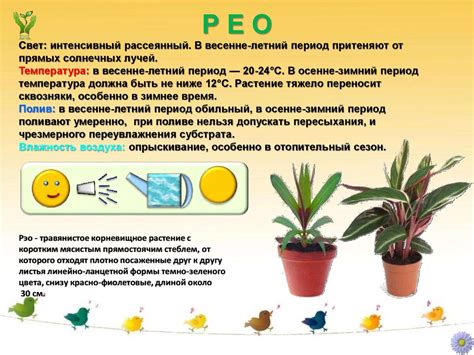 Комнатные растения - презентация онлайн