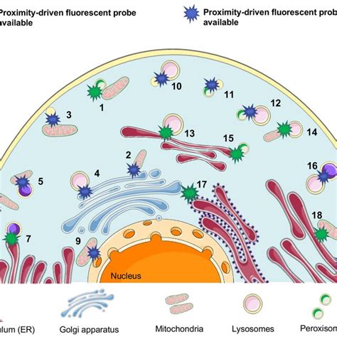 Cellular Landscape Of Inter Organelle Contact Sites In Particular For Download Scientific