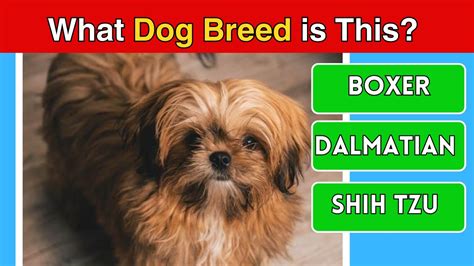 Can You Guess The Dog Breed 🐾 Dog Breed Quiz Challenge Youtube