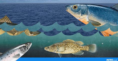 Why You Should Choose A Chippy Serving Sustainable Fish Metro News