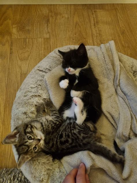 Our New Kittens 🤗 R Bondedpairs