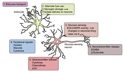 Impaired Hypoglycaemia Awareness In Type 1 Diabetes Lessons From The