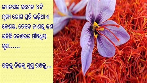 କ୍ୟାନସର ସମେତ ଅନ୍ୟ ୪ଟି ମୁଖ୍ୟ ରୋଗ ଦୂର କରିଥାଏ କେଶର ତାହାଲେ ଜାଣନ୍ତୁ କଣ
