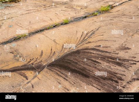 Stained Granite Outcrops With Lichens Collected Pine Straw And Plants