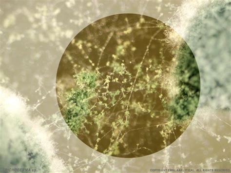 Trichoderma Mold Fibers And Spore