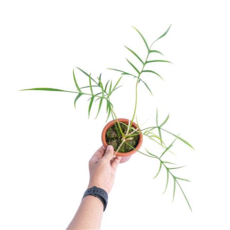 Philodendron Polypodioides Aroid Market