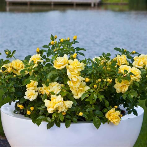 Rose Gold Pbr Carpet Rose 7 Pot Hello Hello Plants