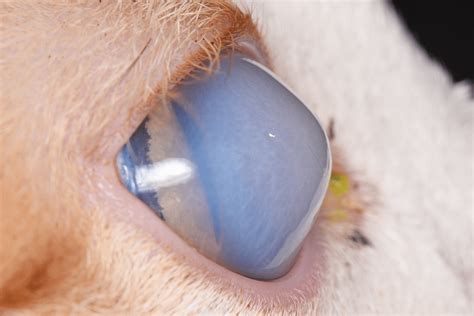 Nonulcerative Keratitis In Veterinary Medicine Todays Veterinary Nurse