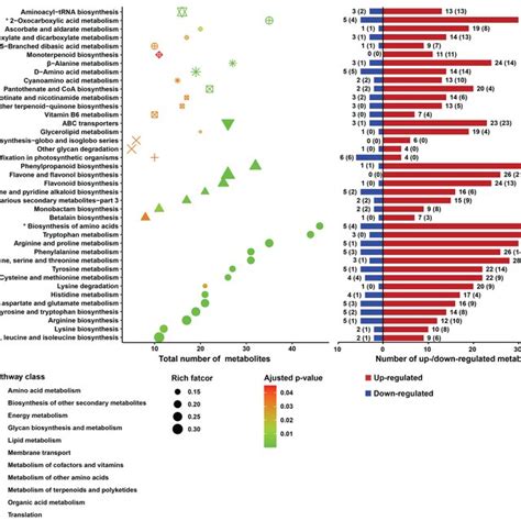 bubble plot depicting results of metabolic pathway enrichment analysis