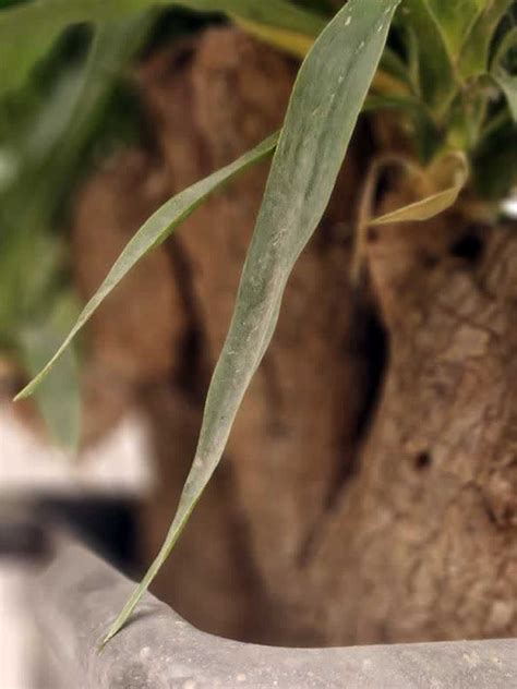 بنسای یوکا فروشگاه گل و گیاه آی فلور