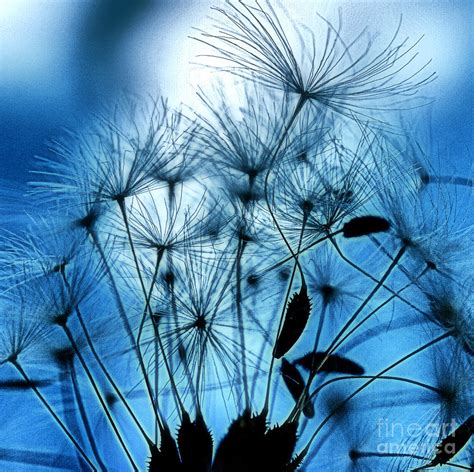 Dandelion Seed Abstract Photograph By Brian Raggatt Fine Art America