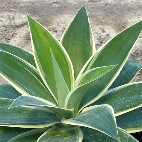 Agave Attenuata Ray Of Light Fox Tail Agave