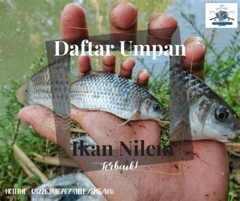 Inilah Daftar Umpan Ikan Nilem Terbaik Paling Laris Essen Jitu Tasik Di Bandung Kabupaten