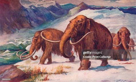 The Early Ice Age When Mammoths Roamed The Earth And Man Was News