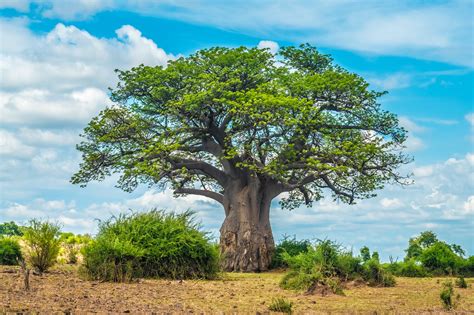 Is The Famous Baobab Tree Under Threat From Climate Change