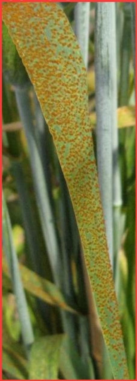 Leaf Rust Classification Dataset By Syed Obaidullah Hassan Chishti