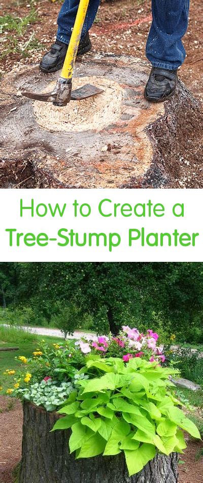 Gardening For Beginners How To Create A Tree Stump Planter Tree Stump Planter Tree Stump