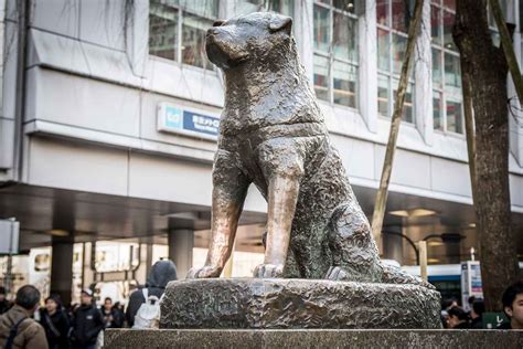 The Legend Of Hachiko Japan Travel By NAVITIME Japan Travel Guides