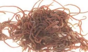 Purchasing Tubifex Worms All About Worms