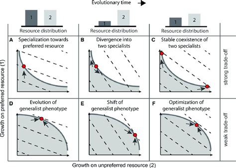 Eco Evolutionary Theory Of Adaptive Diversification Snapshots Of The