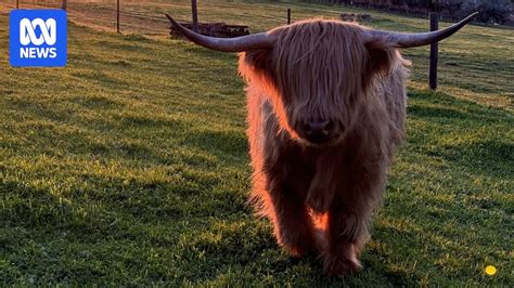 Rahley The Highland Bullock Reunited With Owners After Being Stolen From Adelaide Home Search