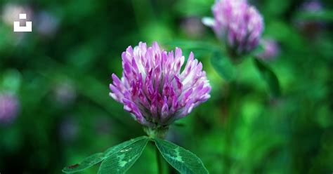 녹색 잎이있는 분홍색 꽃의 클로즈업 사진 Unsplash의 무료 꽃 이미지