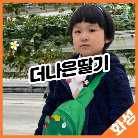경기도 딸기농장체험 체험비 없는 화성 더나은딸기 네이버 블로그