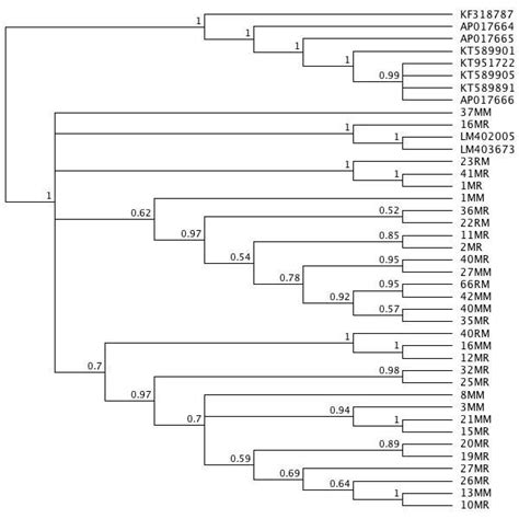 Phylogenetic Tree Of The 25 Mice And Rats Samples In The Present Study
