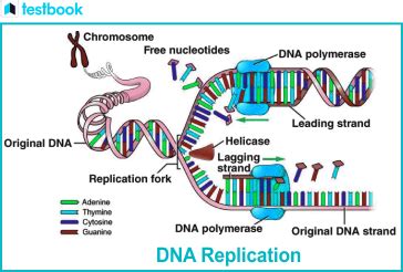 DNA Structure Function And Discovery Testbook Com