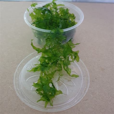 Subwassertang Lomariopsis Lineata 80ml