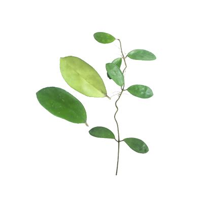 Hoya verticillata var. verticillata