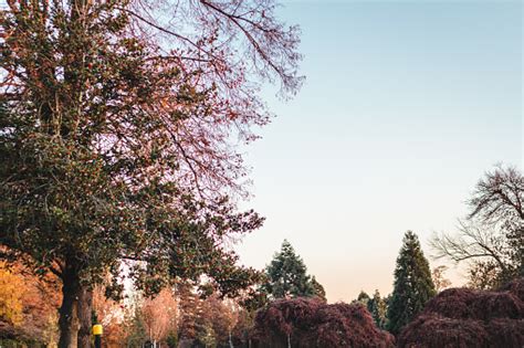 퀸 엘리자베스 공원 및 주변에서 밴쿠버 Bc 주 캐나다 0명에 대한 스톡 사진 및 기타 이미지 0명 가을 경관 Istock