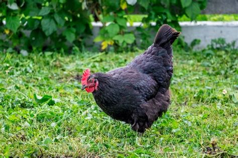 All 14 Black Chicken Breeds With Pictures Laacib