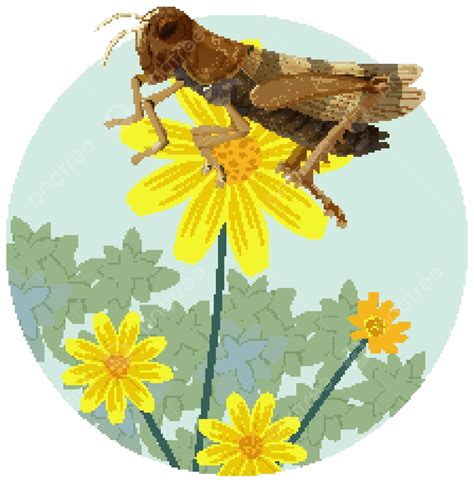 Brittlebush Png At Leonel Muncy Blog