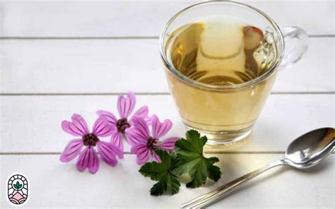 دمنوش گل پنیرک؛ با طرز تهیه دمنوش پنیرک آشنا شوید