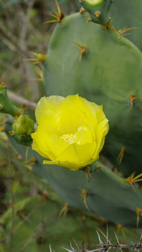 Flower Of Opuntia Stricta Known As Erect Prickly Shellmound