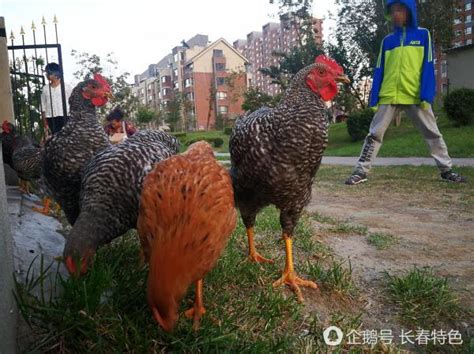 「豪宅」養雞不為吃肉 只為當寵物供孩子玩 每日頭條