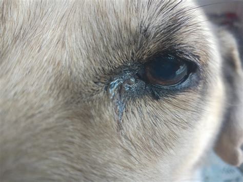 Kajas Tearing Stopped With Luna And Milo Eye Care Luna And Milo