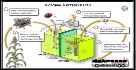 Microbial Electrolysis Cell Download Scientific Diagram