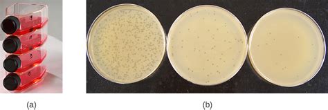 Bacteria Cultivation