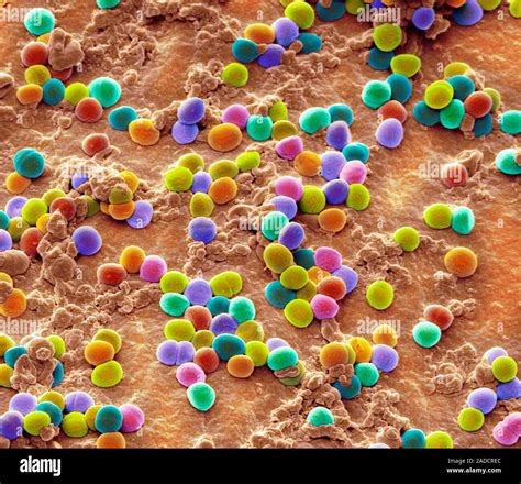 Staphylococcus Bacteria Coloured Scanning Electron Micrograph Sem Staphylococcus Is A Genus