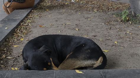 Van 600 Denuncias Por Maltrato Animal En Puebla Capital Ambas Manos