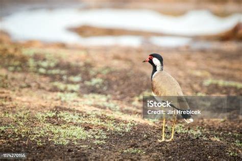 붉은 와트 Lapwing 자연 서식지 분달라 국립 공원 스리랑카 아름다운 다채로운 새 아시아에서 이국적인 조류 대기 0명에 대한