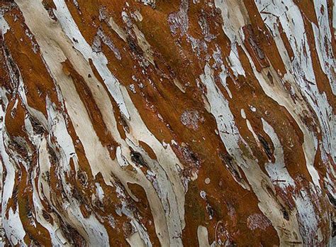 Luma Apiculata Arrayan Chilean Myrtle 10 Seeds