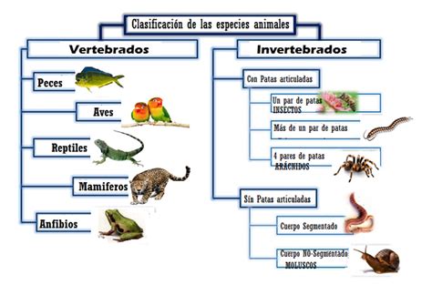 Clasificacion De Las Especies Animales Encuentra Lo Que Necesitas