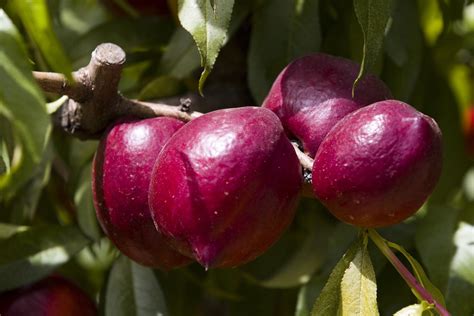 Slobodna Dalmacija Voćari Pred Slomom Suša Uništila Mandarine I Jabuke A Država Im Okreće