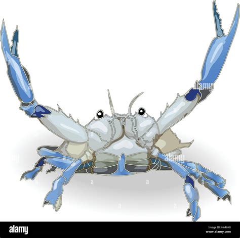 Crab Isolated White Background Stock Vector Image And Art Alamy
