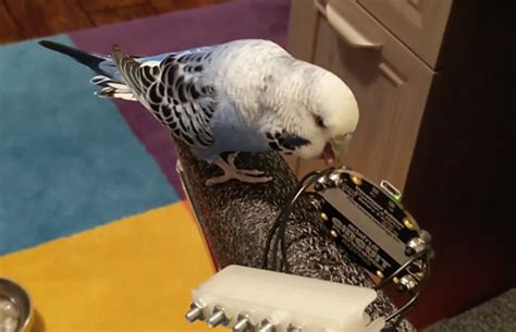 Python Is For The Birds Deep Dive Raspberry Pi Store And More Python Adafruit